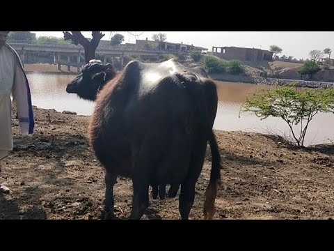 Top class beautiful pure neeli Ravi buffalo far sale in Punjab Pakistan ...