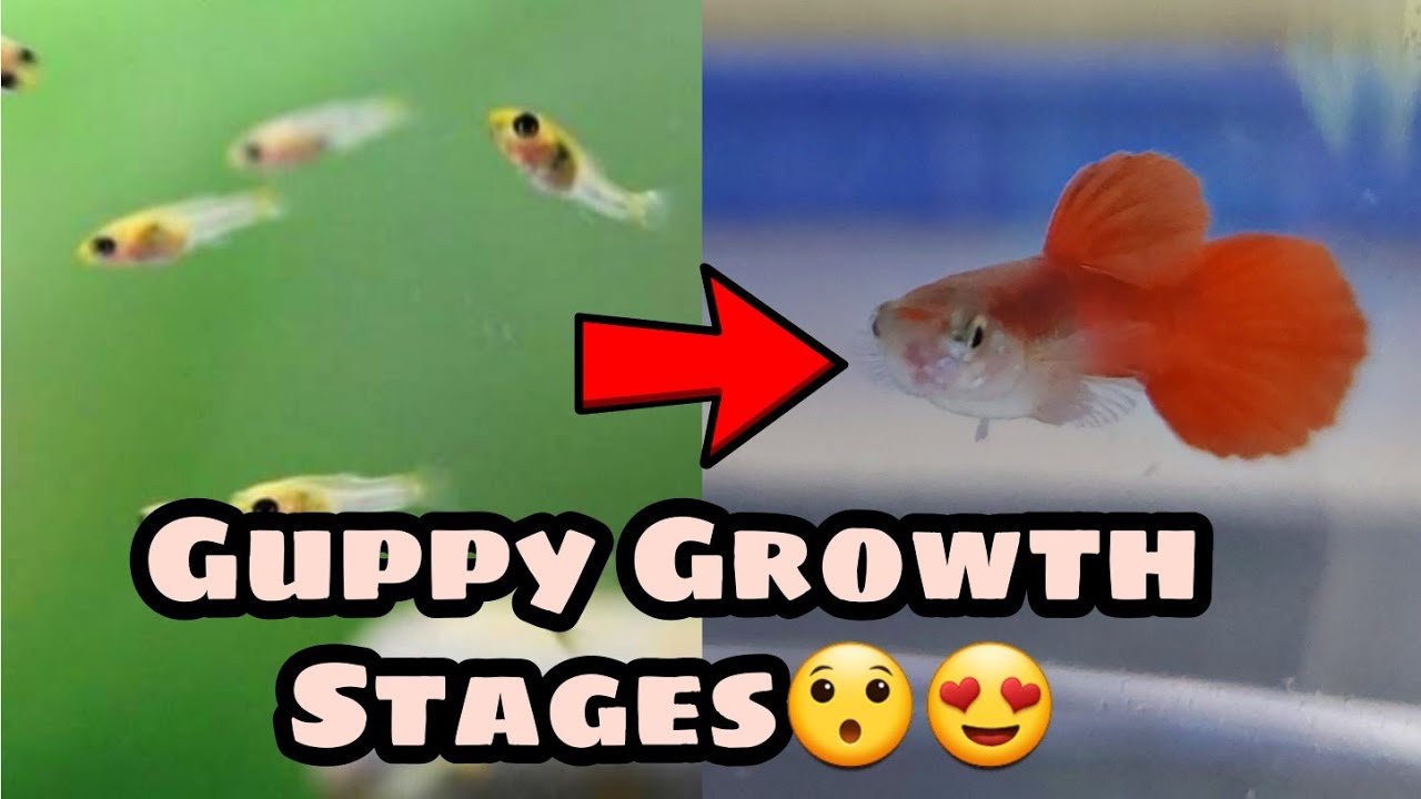Guppy growth stages | Guppy growth week by week | Guppy growth video ...