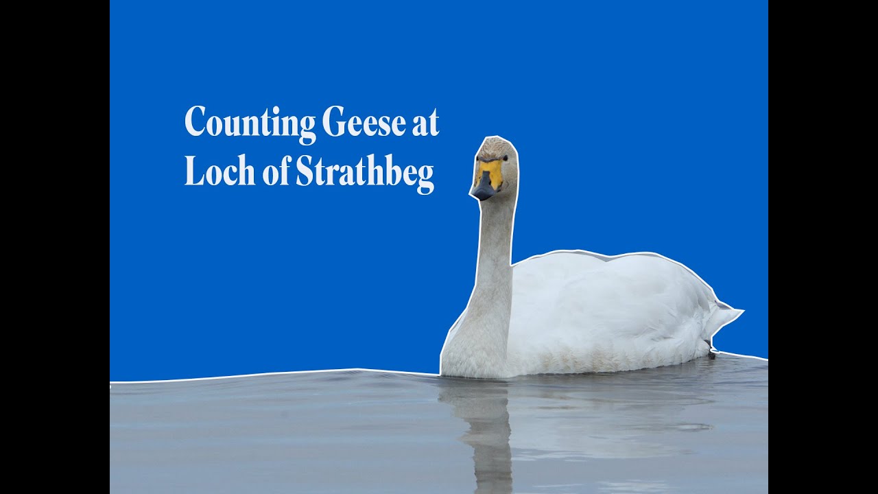 Counting Geese at RSPB Scotland's Loch of Strathbeg nature reserve ...