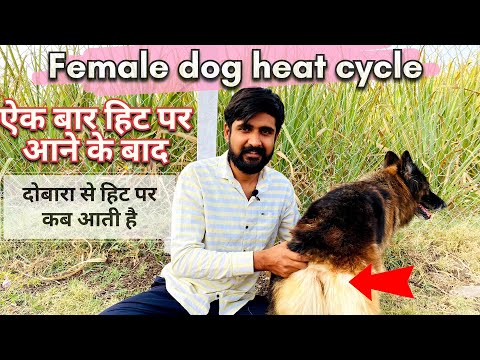 Female dog heat par kab aati hai | Female dog dobara heat par kab aati hai | Female dog heat cycle
