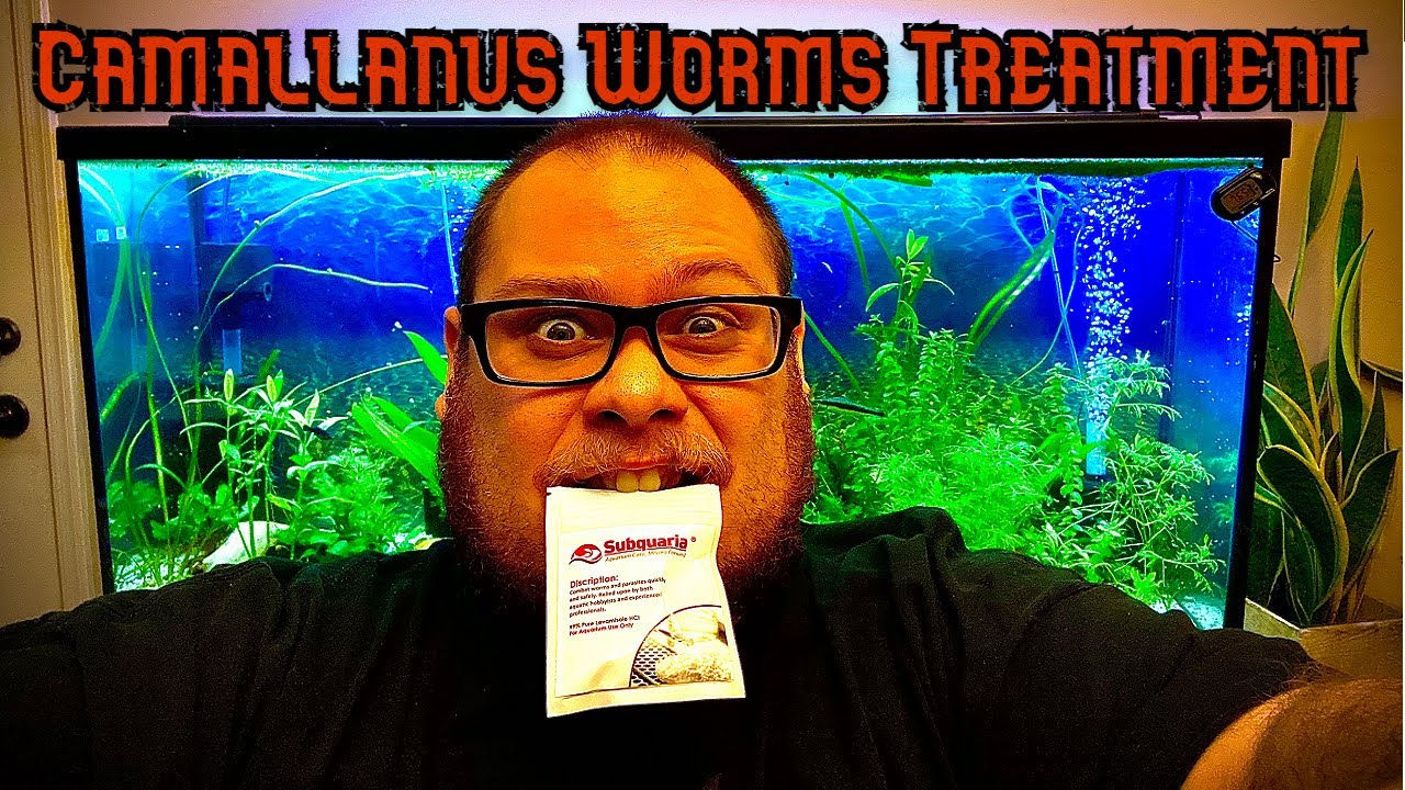 Camallanus Worms Treatment - YouTube