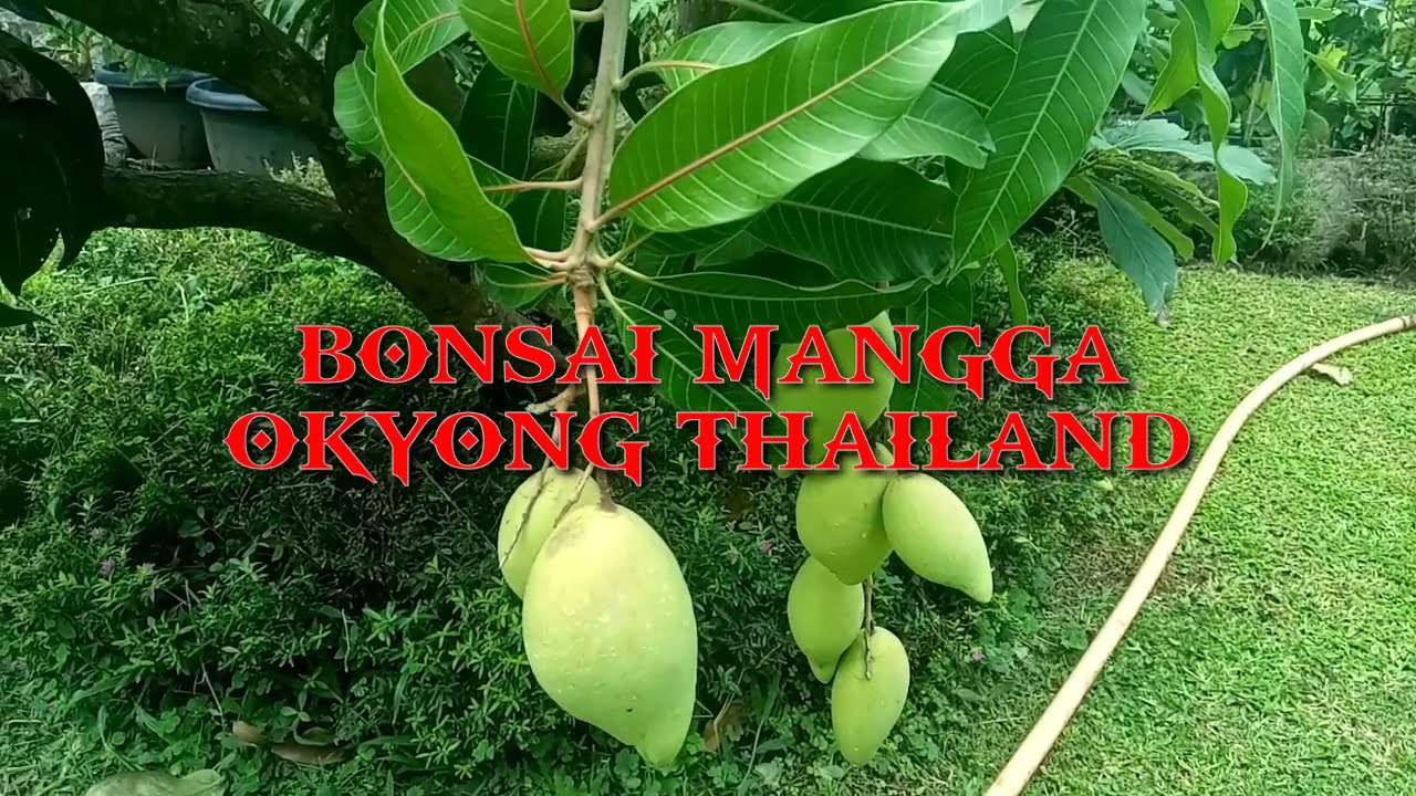BONSAI MANGGA OKYONG THAILAND || NAMDOKMAI - YouTube