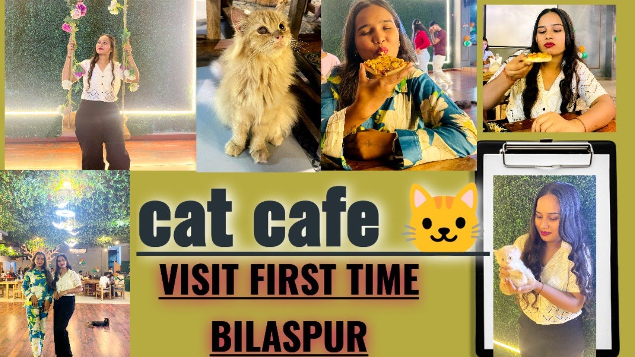 First time visit, Cat Cafe🐱 Lot's of cat's 😃 - YouTube