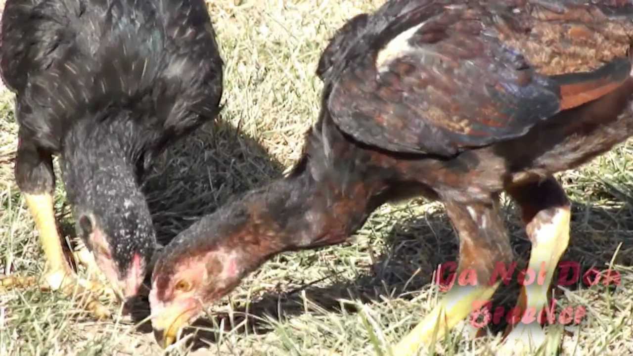 Ga Noi Don Pair - YouTube