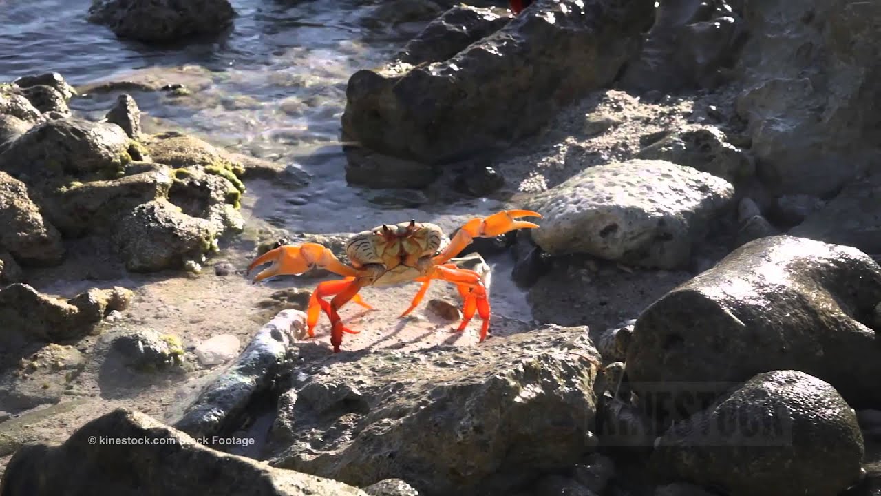 0000144 cuban crab at beach KINESTOCK - YouTube