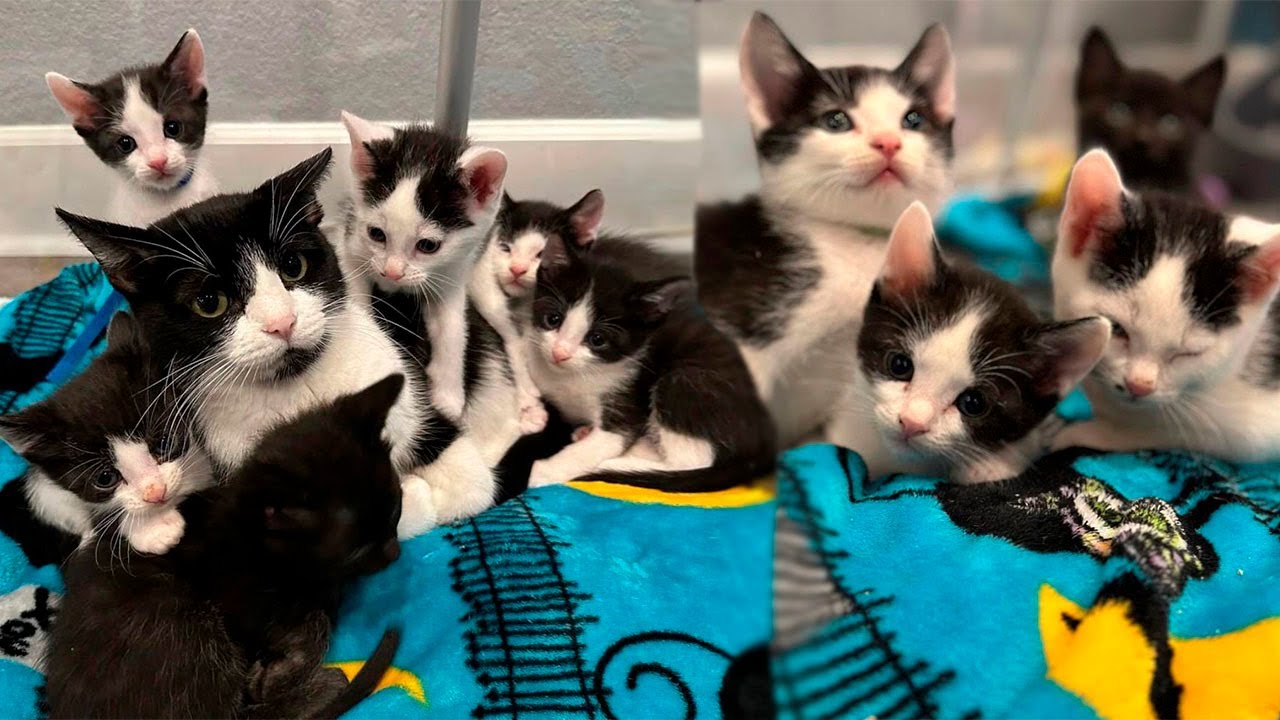 The dream of a mother cat and her six kittens came true, and she was ...