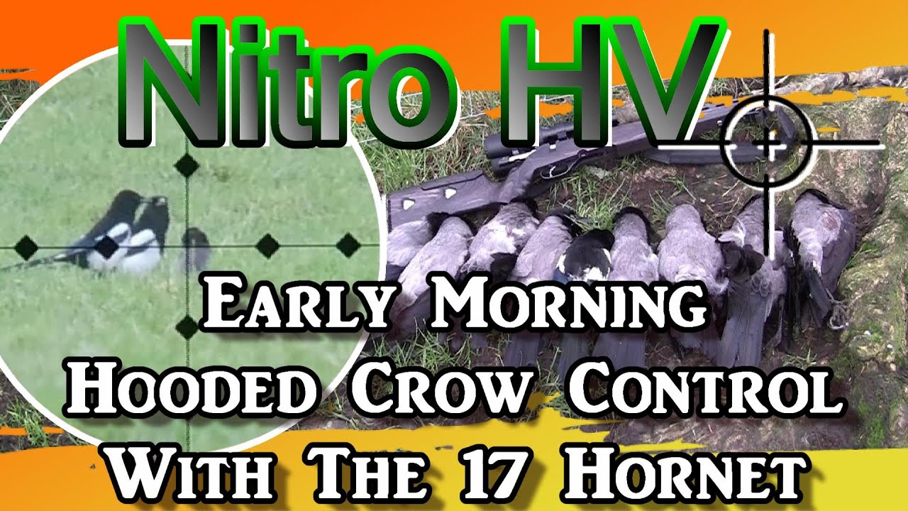 Nitro HV Early Morning Hooded Crow Control With The 17 Hornet - YouTube