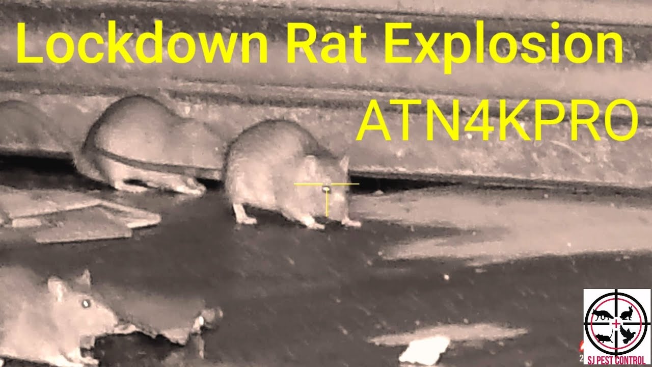 Air Gun Hunting ...Lockdown Rat Explosion. - YouTube
