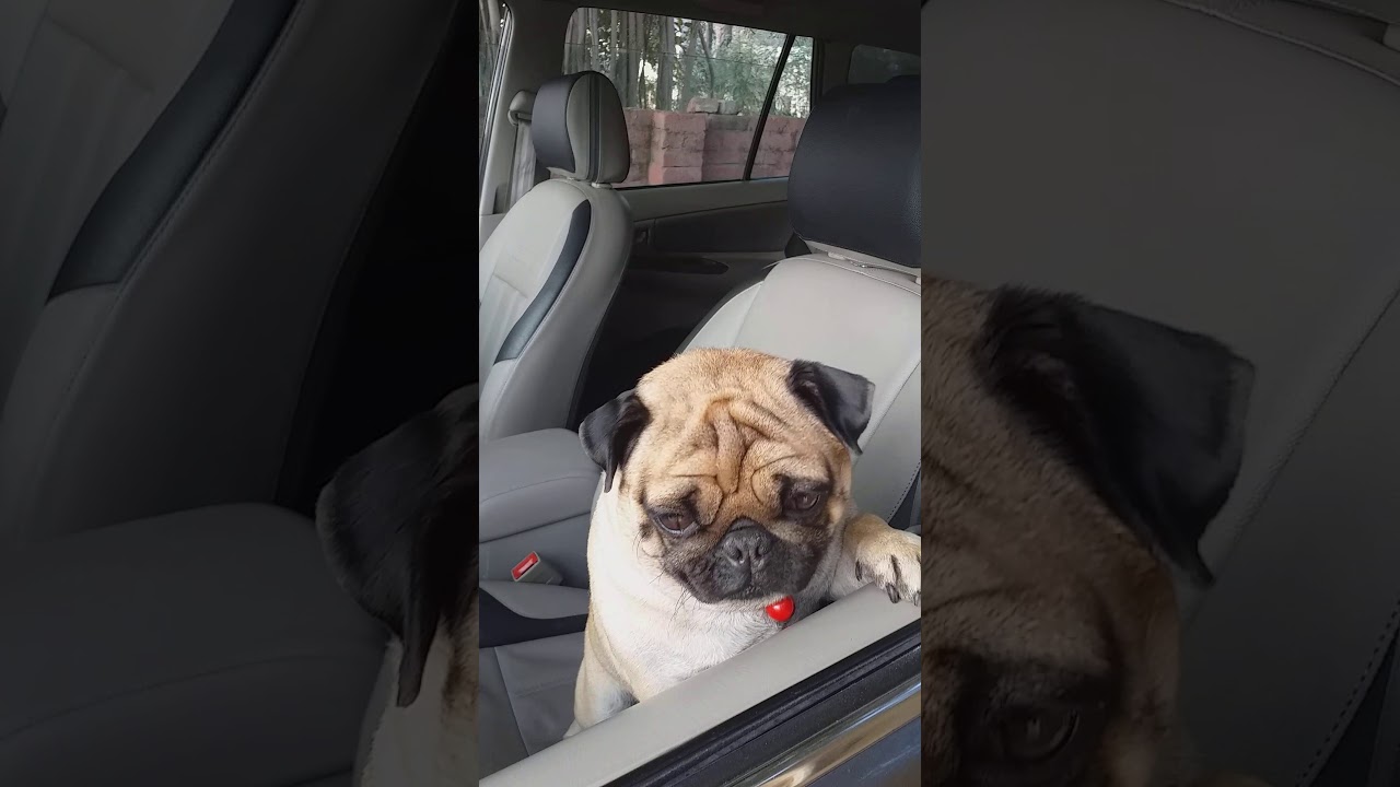 Pug dog in car - YouTube