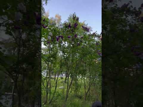 Gull menzeresi#keşfet #keşfetbeniöneçıkar #flowers #güller #menzere #москва #cutebaby #lovemoscow