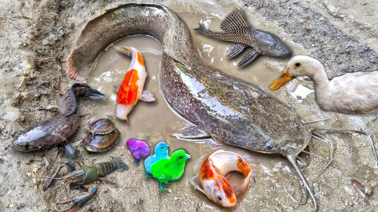 Finding Ornamental Fish In Holes, Koi Fish, Giant Catfish, Snakehead ...
