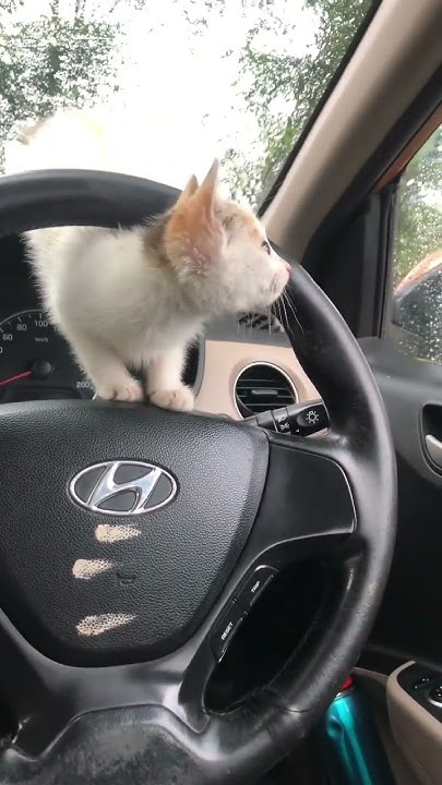 Naughty Kitty | CAT love - YouTube