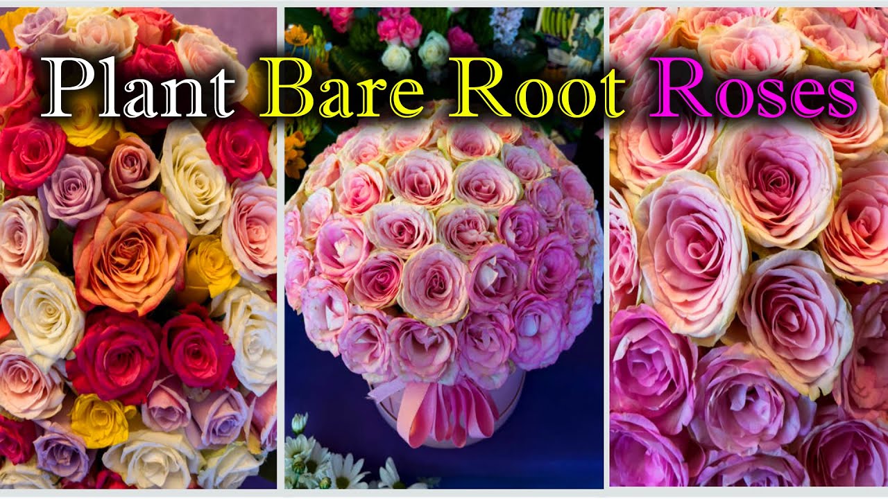 Roses in Bloom: Unleashing the Beauty of Bare Root Planting - YouTube