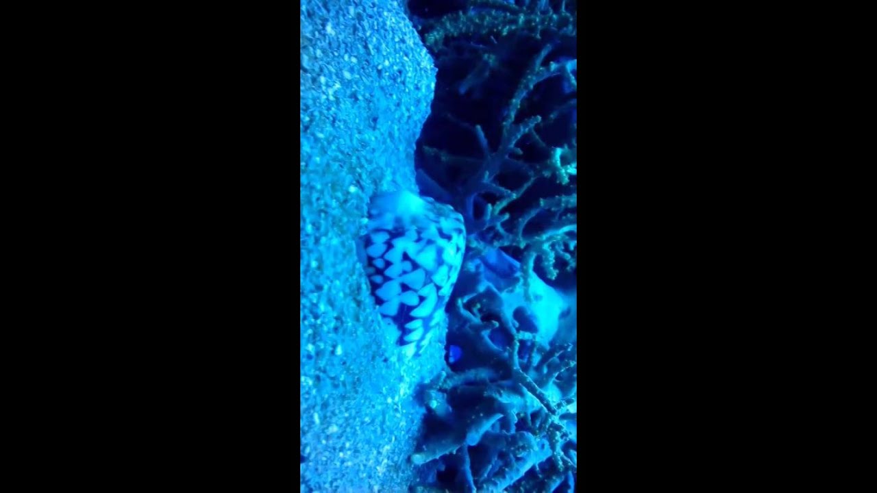 Cone Shell.. apparently that's dangerous... - YouTube