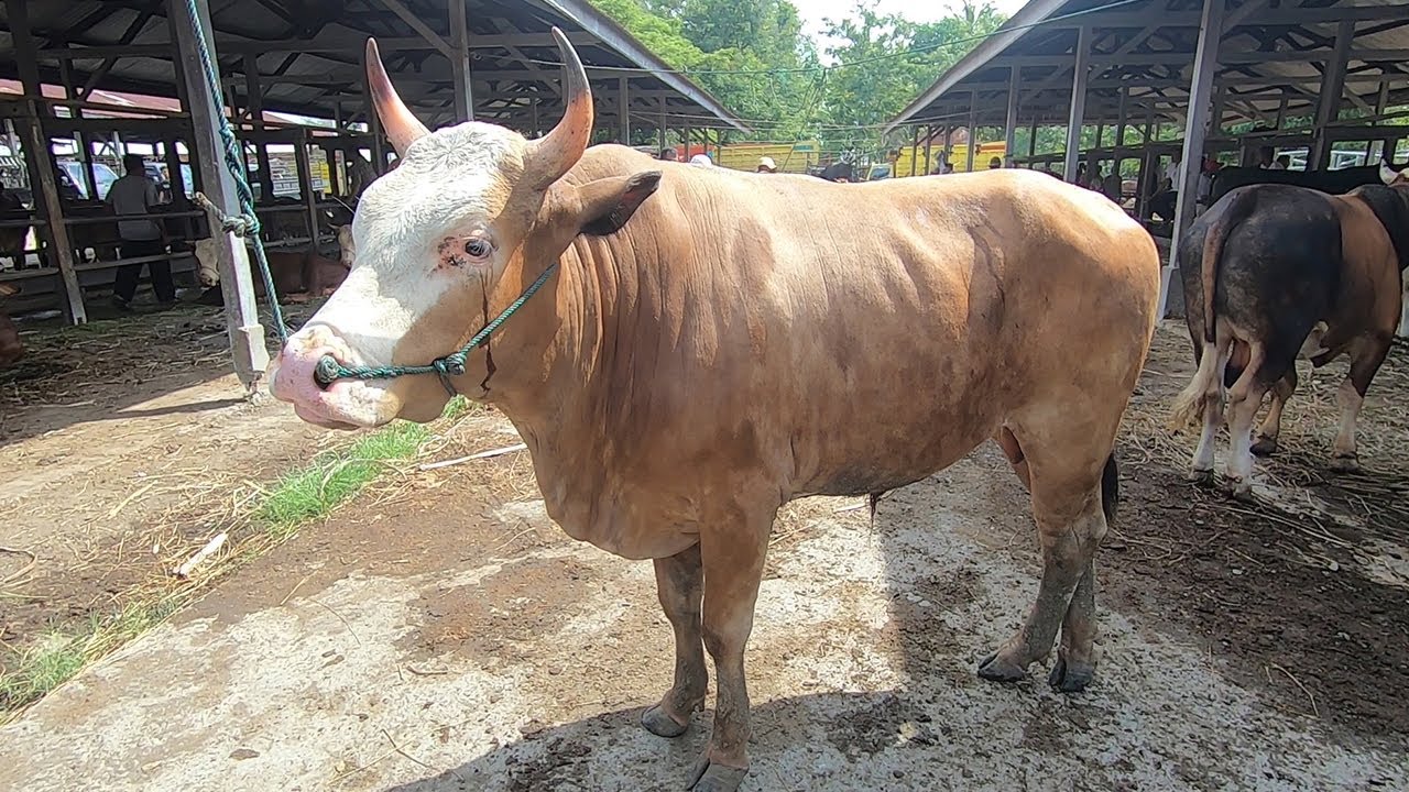 Sapi Gemuk Super Dalam Kandang Dari Truk Oleng Baru Masuk - Pasar Sapi ...