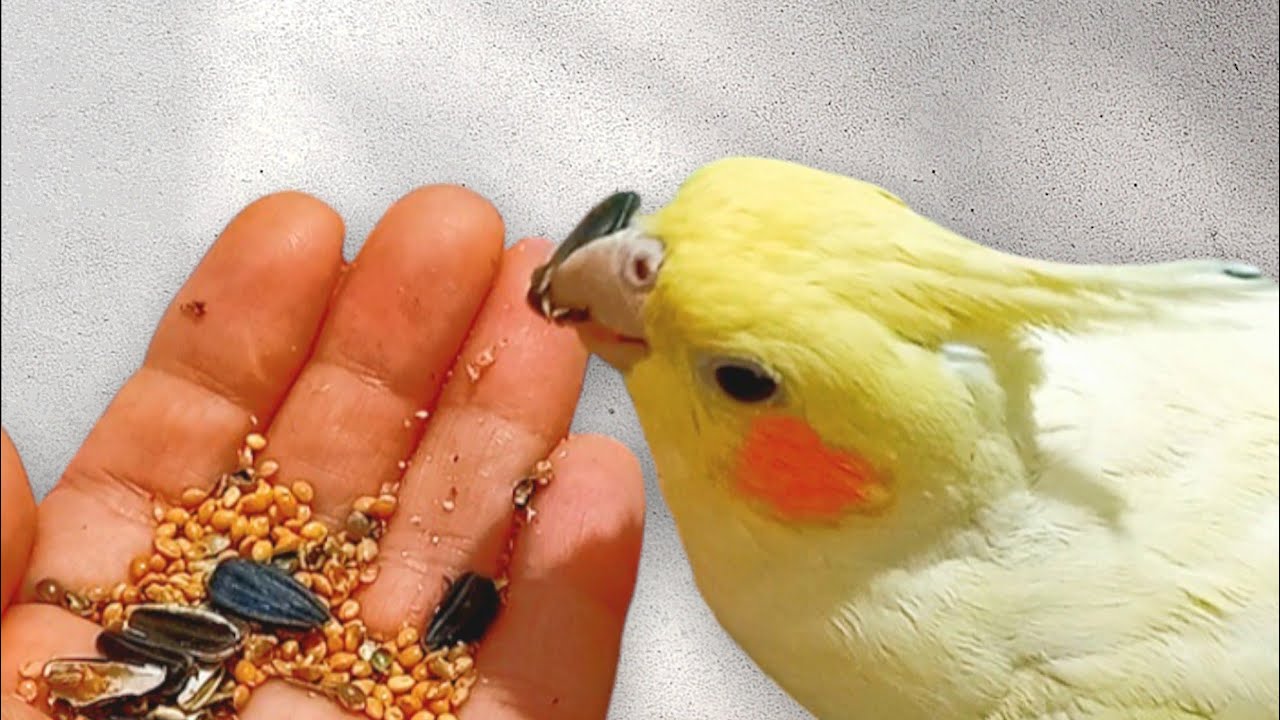 The secret of making friends with a cockatiel👍🤩 - YouTube
