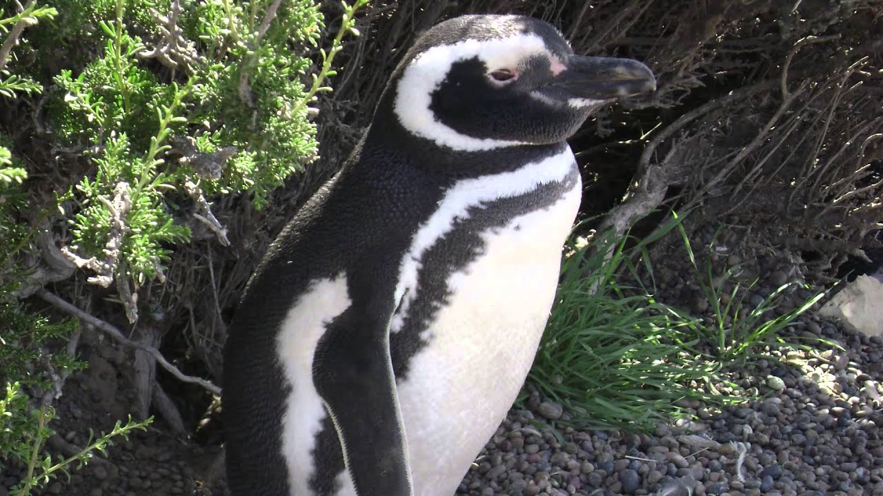 Penguin Conservation and Science Featured in Biologists' Book | Pew ...