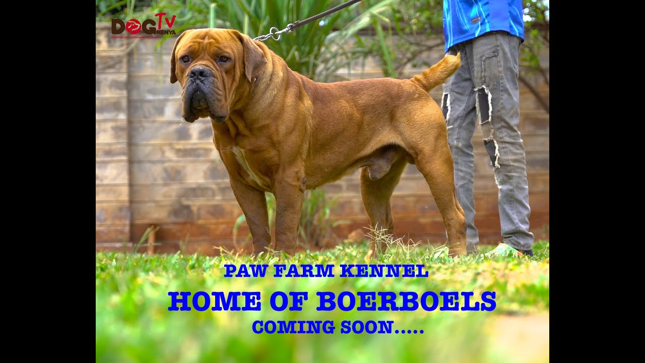 Paw Farm Kennel Home of Boerboels giants - YouTube