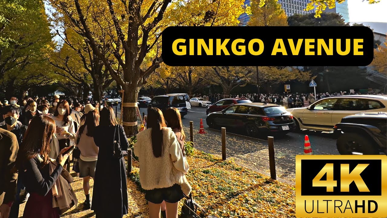 TOKYO, JAPAN 🇯🇵 [4K] Jingu Gaien Ginkgo Avenue — NOVEMBER 2022 - YouTube