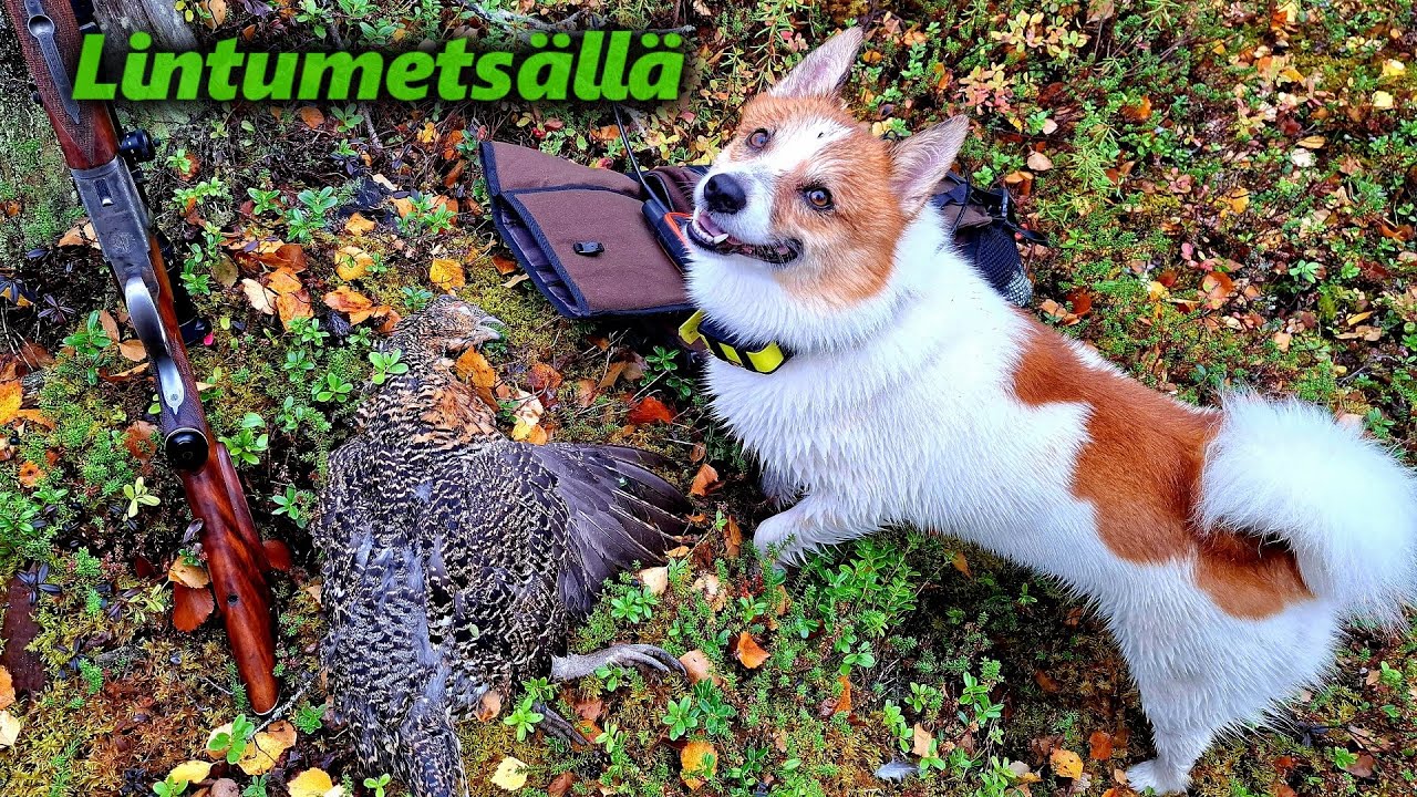 Metsäkanalinnun metsästys | Pohjanpystykorva - YouTube