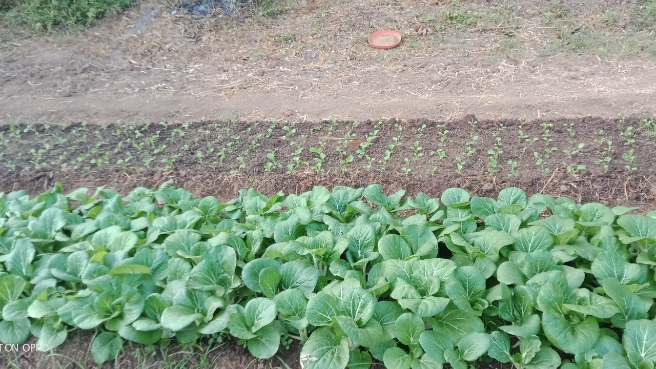 10days to 25 days growing petchay - YouTube