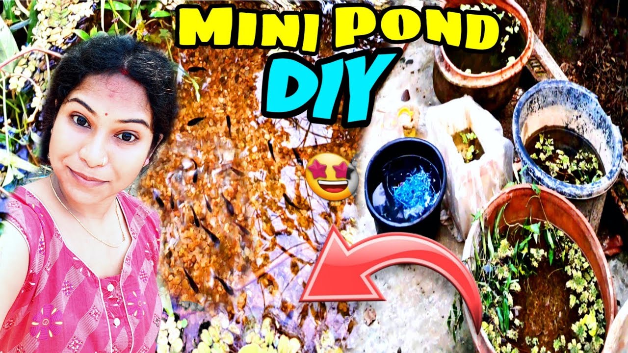 How toMakeMiniFishPond| Mini Fish Pond DIY | Mini Pond Making #Minipond ...