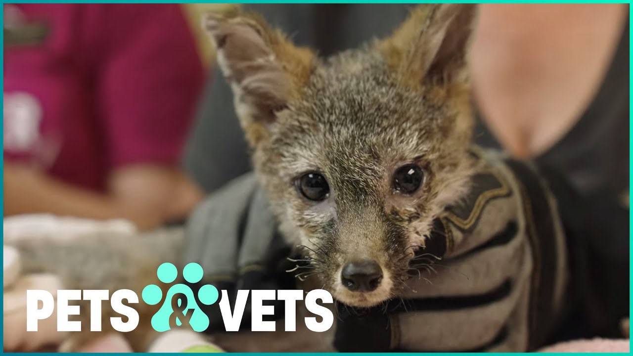 Baby Fox Rescued From Wildfires: Alone And Hurt - YouTube