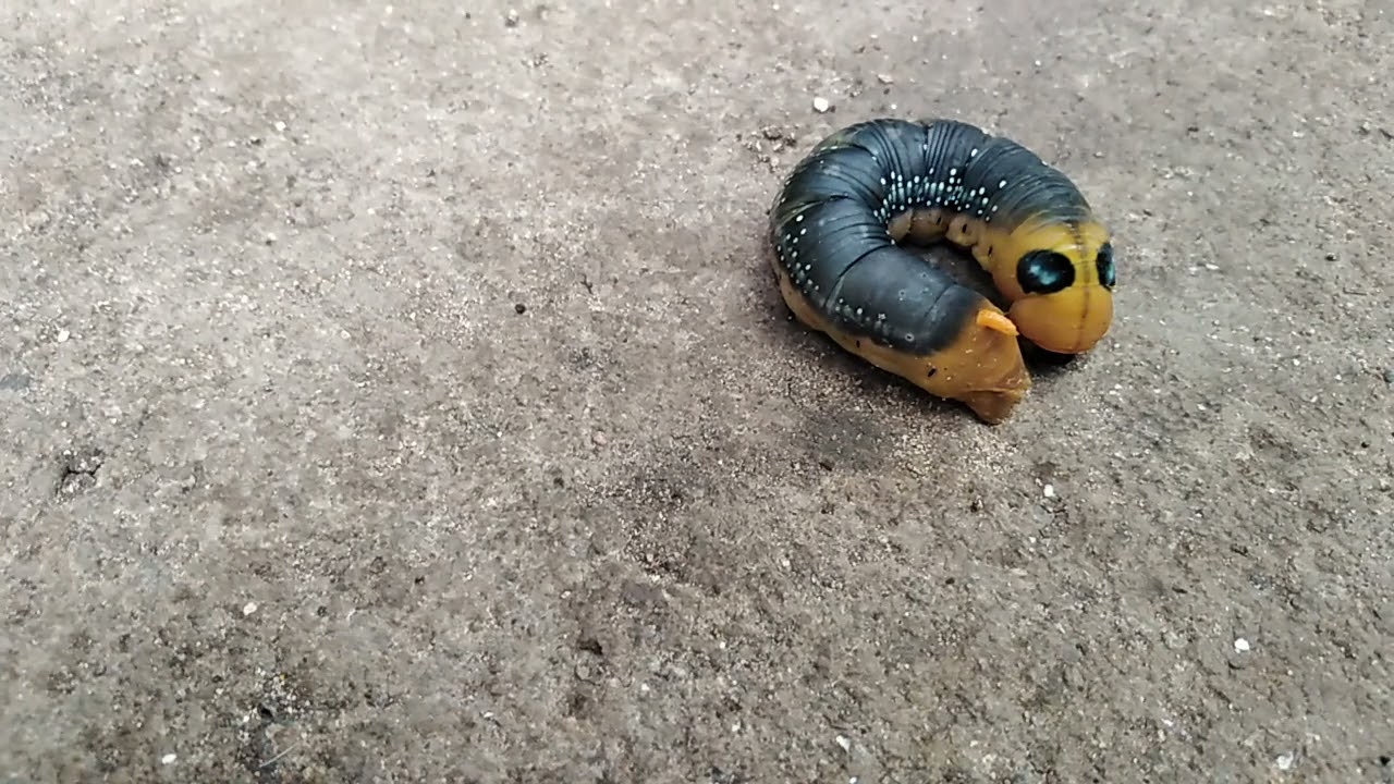 dancing worm? dancing caterpillar? 🐛🐛🐛 - YouTube