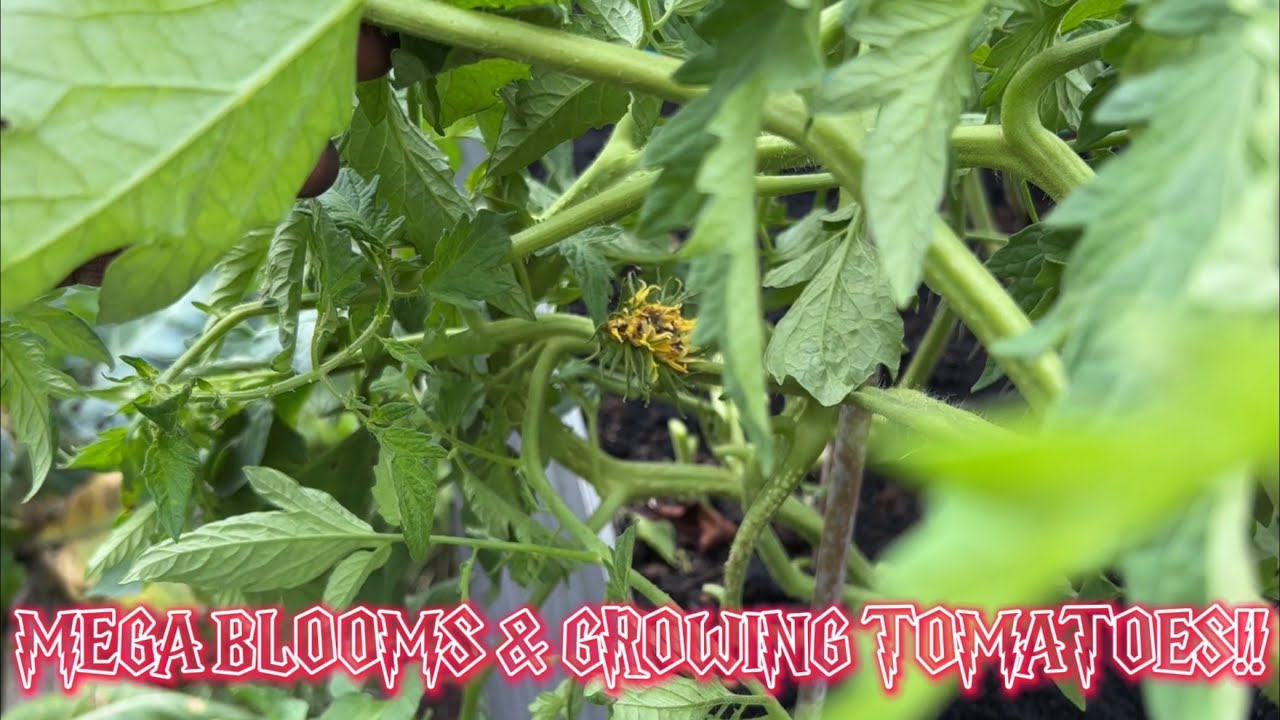 MEGA BLOOMS & GROWING TOMATOES IN RAISED BEDS!! - YouTube