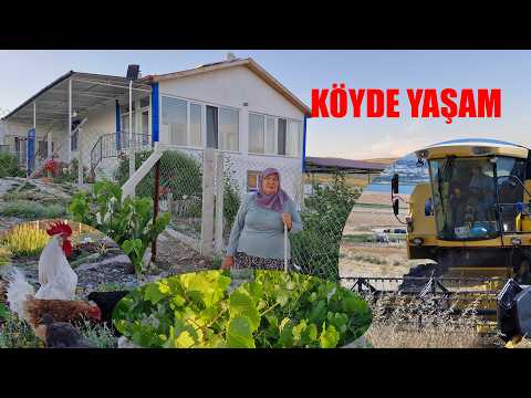 KÖYDE YAŞAM HARMAN ZAMANI ARPALAR BİÇİLİYOR ASMA YAPRAĞI SALAMURLUK VE KARDEŞİMİN GÜZEL BAHÇESİ