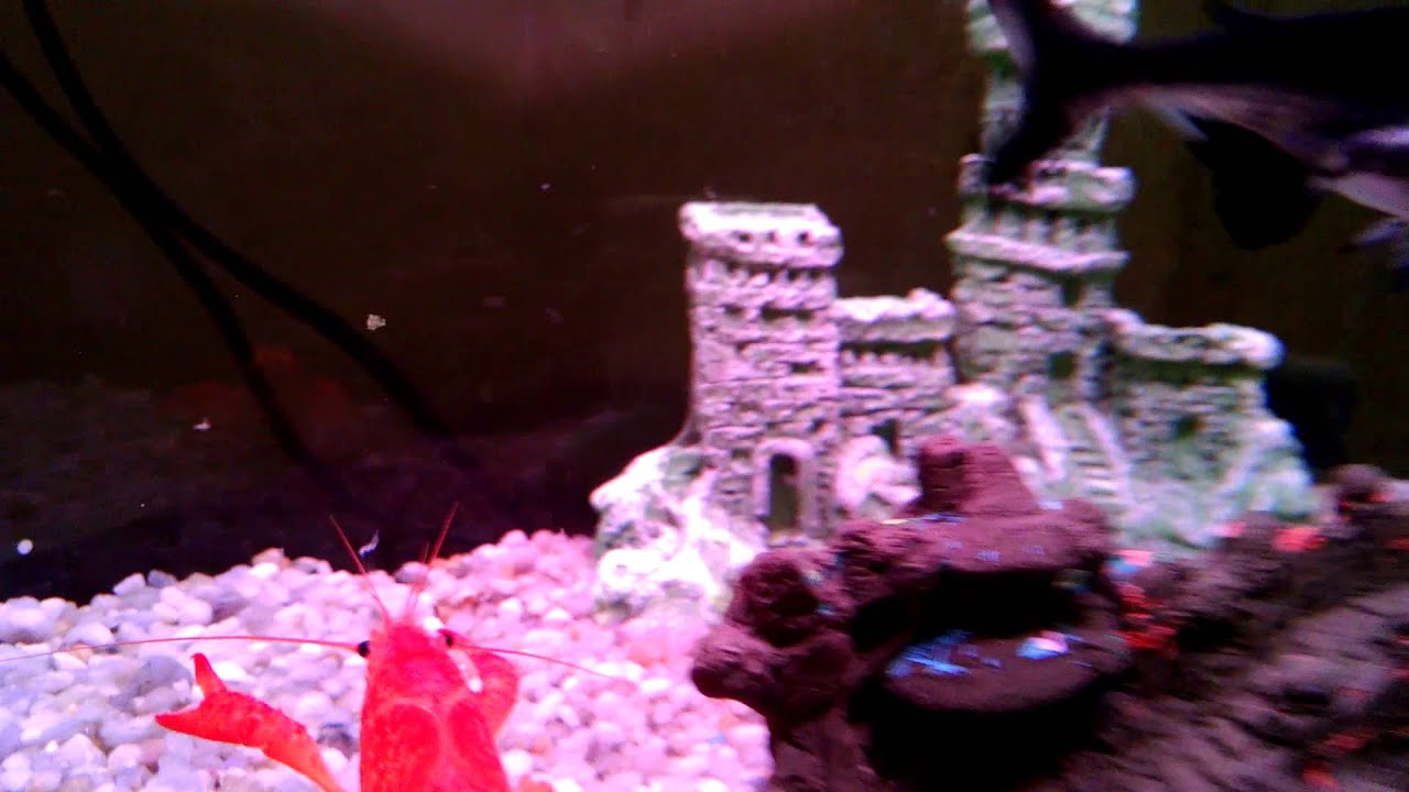 Naja shark attack on fish - YouTube