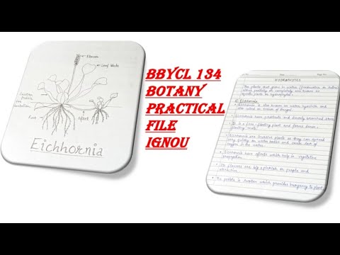 BBYCL 134 Botany Practical File ignou - YouTube