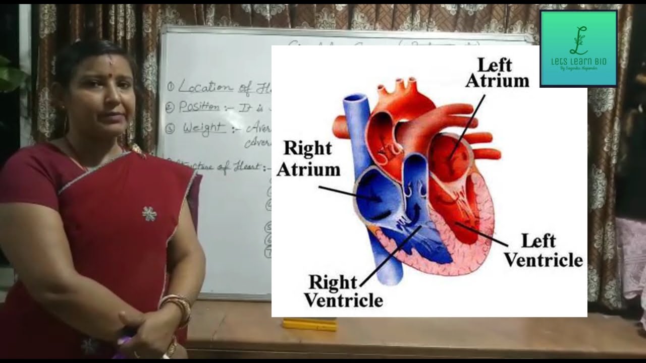 Blood Circulation In Human Body For Class 10 In Hindi YouTube Blood Circulation In Human Body For Class 10 In Hindi YouTube