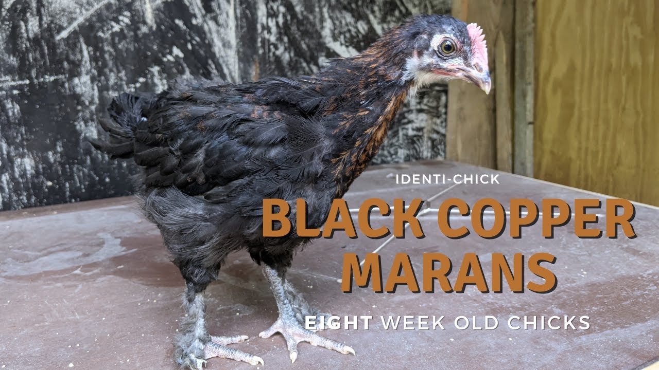 Black Copper Marans: 8-Week-Old Chicks - YouTube