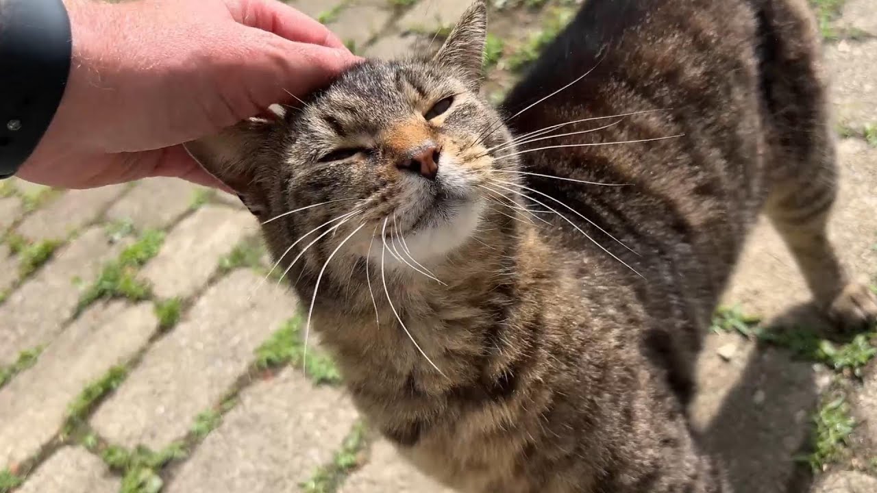 Outdoor Cat Meowing - YouTube