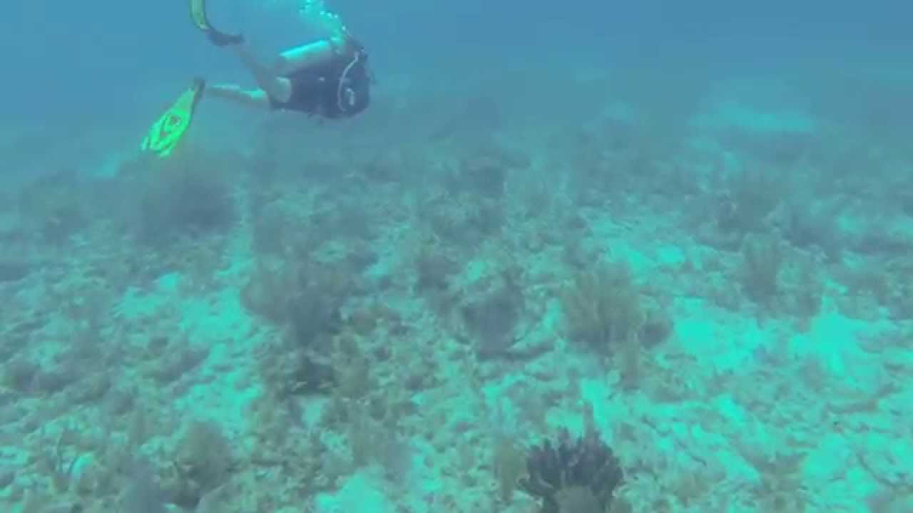 Scuba Diving - Snapper Ledge Key Largo, FL (4 of 4) - YouTube