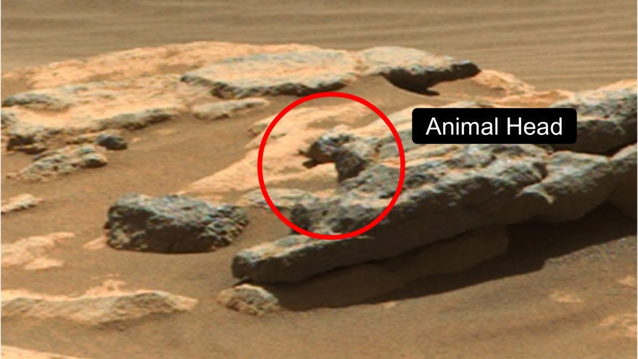 Animal Head in Mars | Mars Perseverance Rover New images | Sol 205 ...