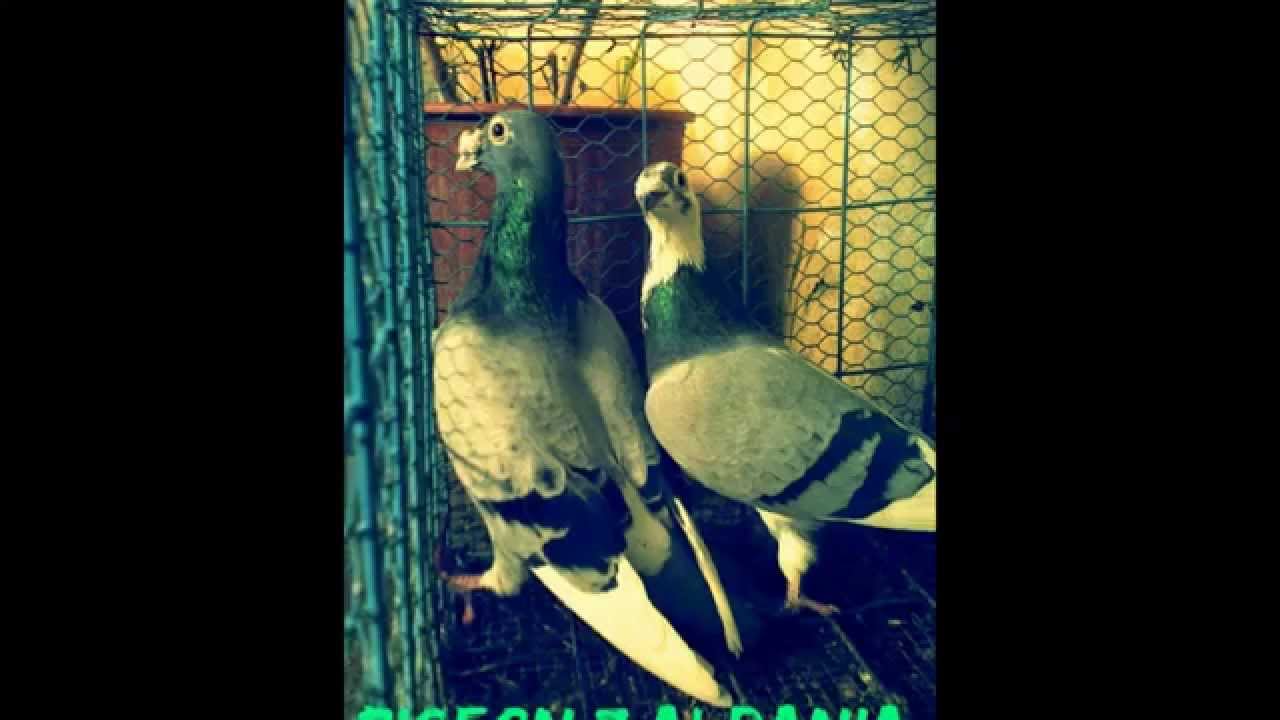 Pellumba Hunderra vendi, Albania Fier (Pigeon Racing) (PIGEON 7 ALBANIA ...