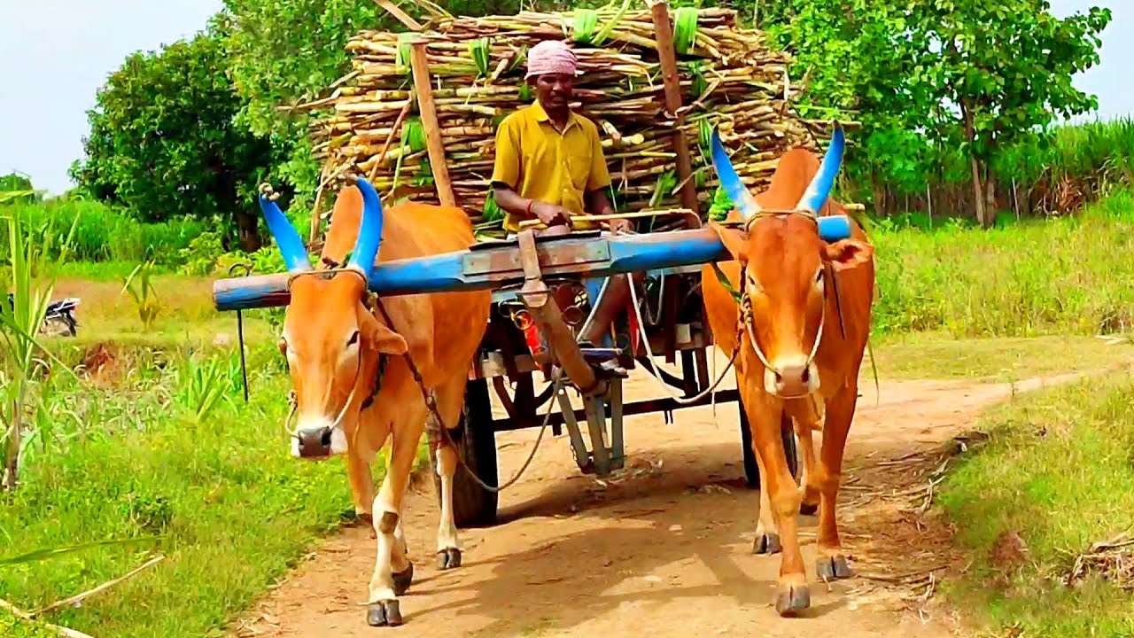 bullock cart heavy load ride bullock cart ride bullock cart race ...