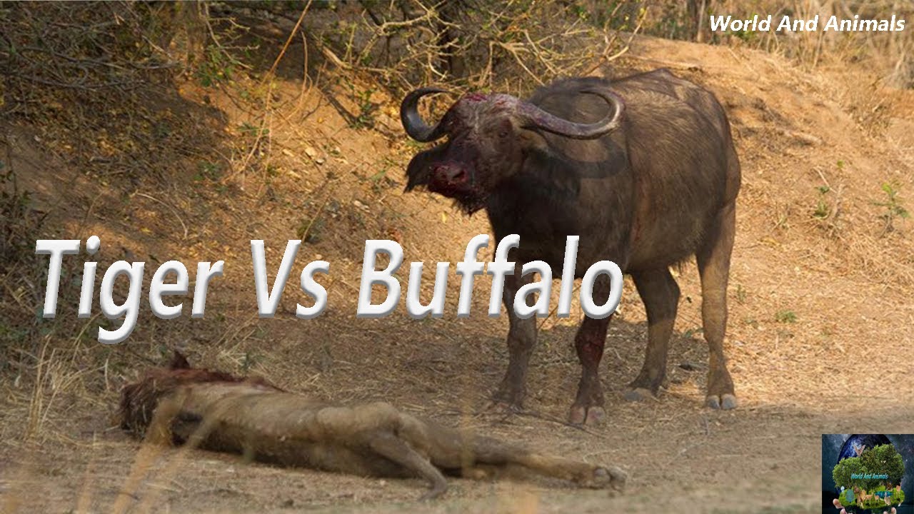 Tiger Vs Buffalo- Who is the Winner | EP 06 - World And Animals - YouTube