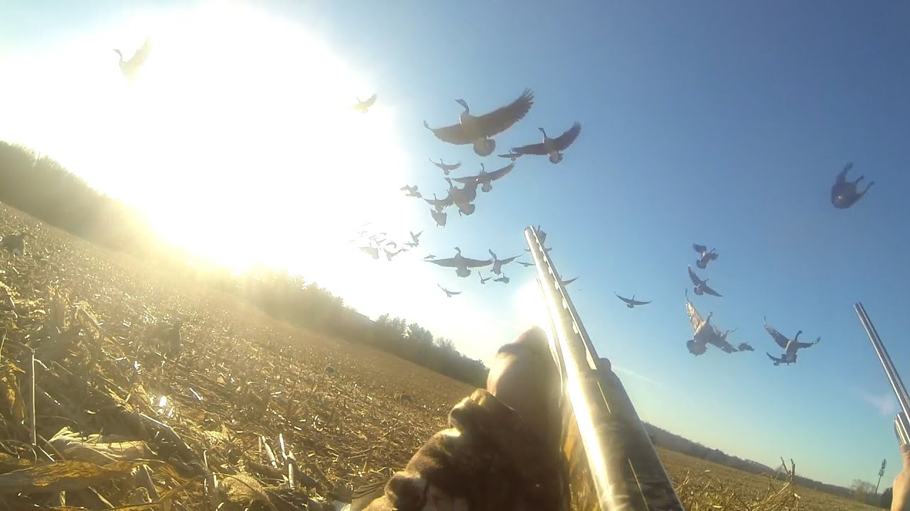 Goose Hunting The Modern Assassins - YouTube