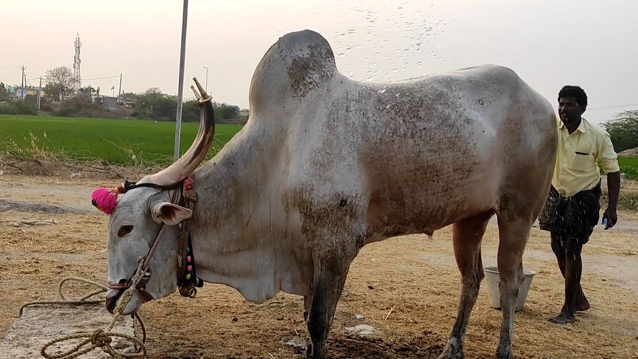 Halaharvi Eranna Khilar Bulls // గిర్క బండి తరువాత - YouTube