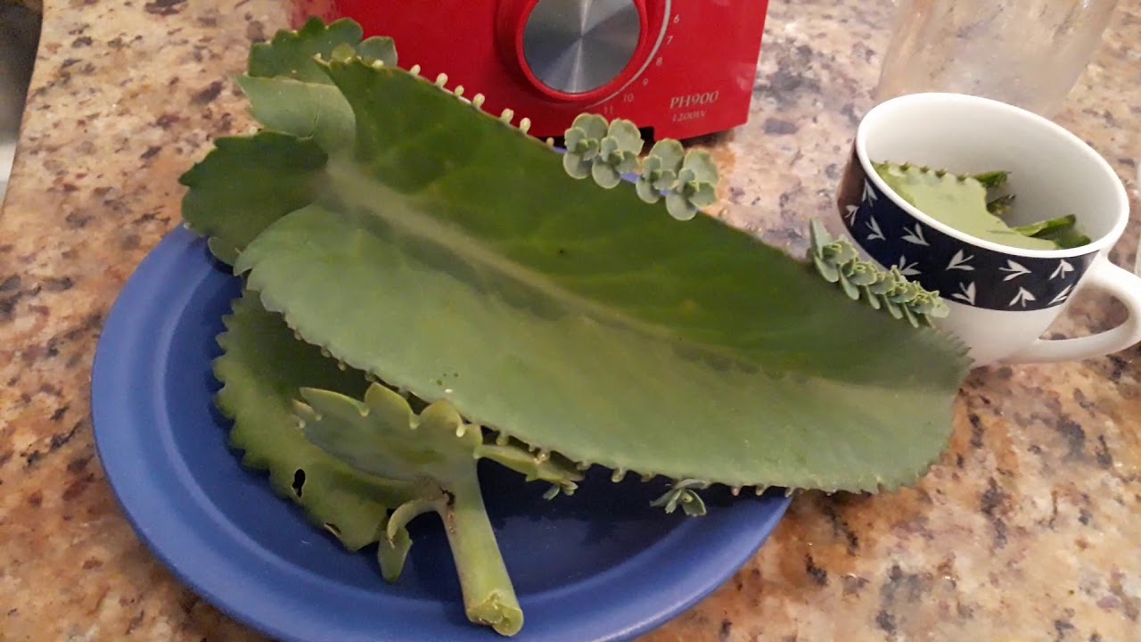 COMO PREPARAR SUCO DE ARANTO CORRETAMENTE !!! - YouTube