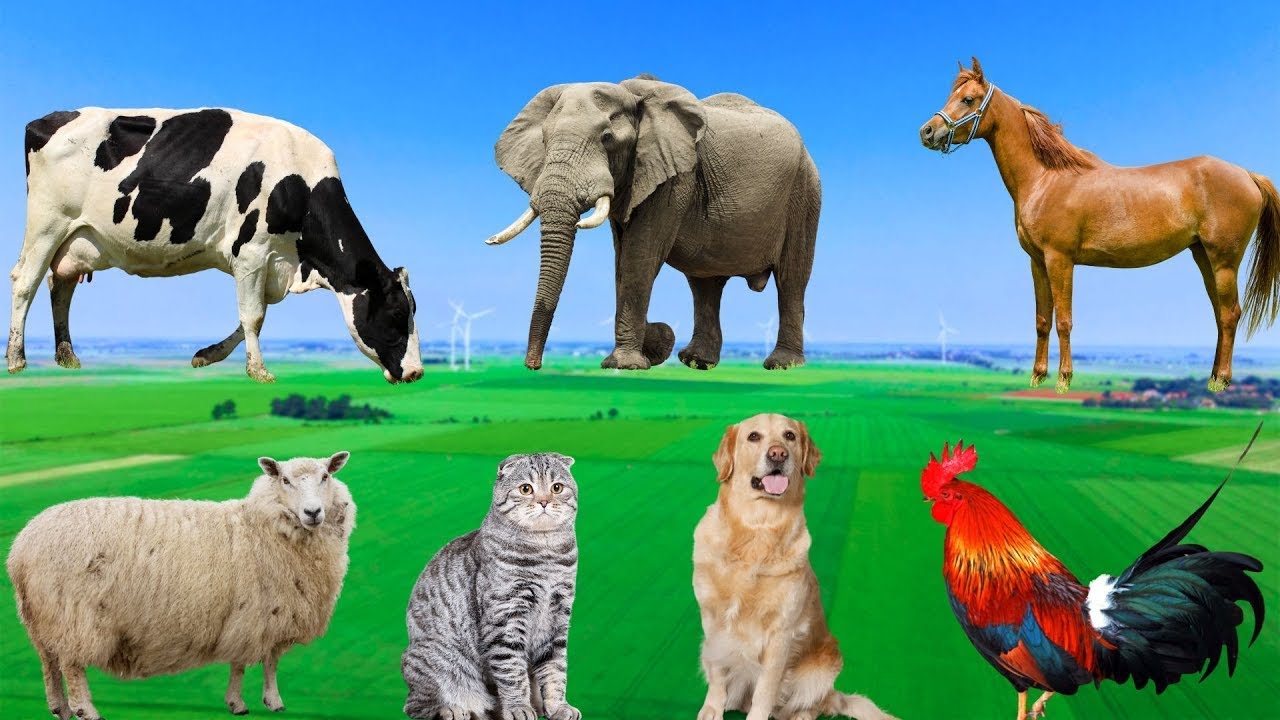 Animals & Friends: Cat, Cow, Dog, Chicken, Duck, Pig – Animal Sounds ...