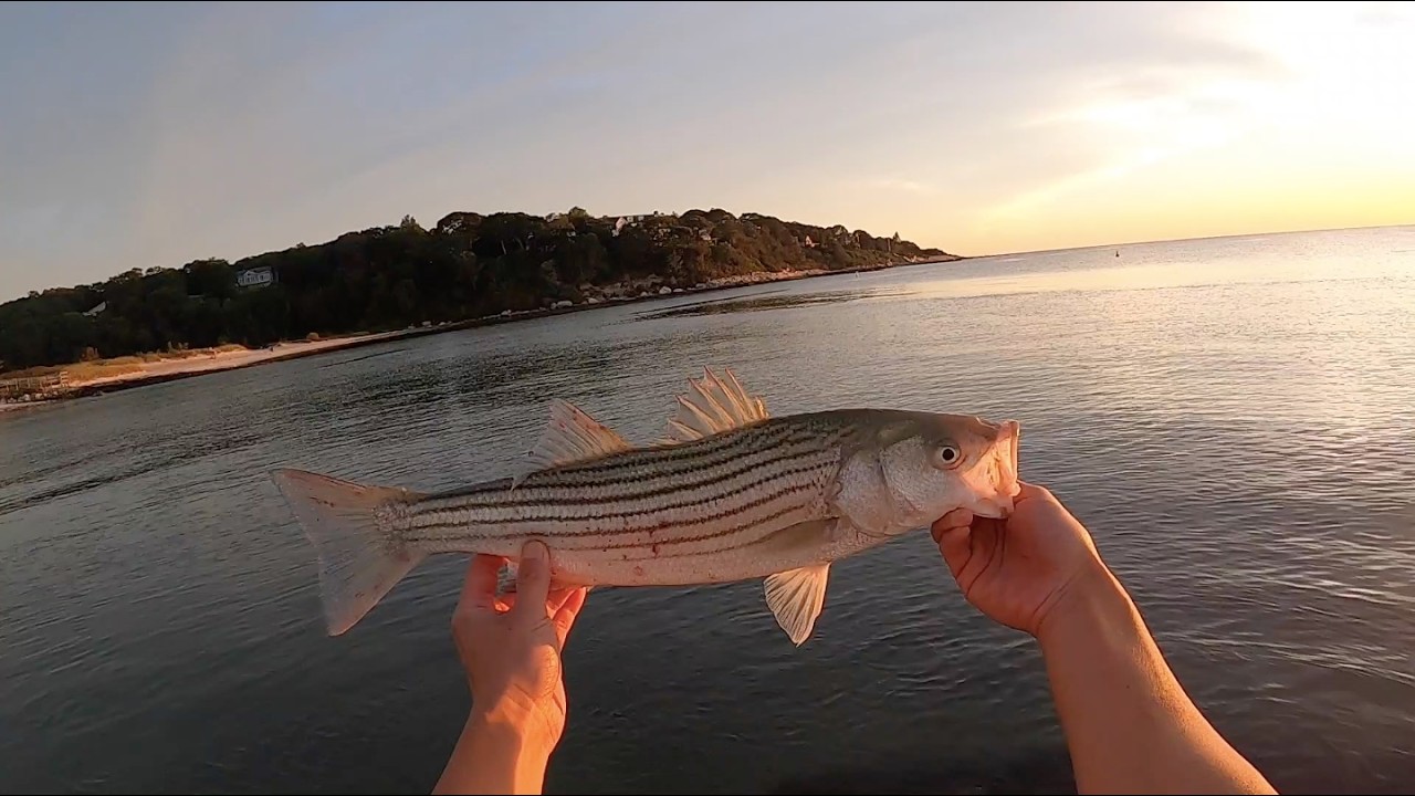 STRIPED BASS eating LIVE BLUEFISH?! (plus Fluke & Scup) [Cape Cod ...