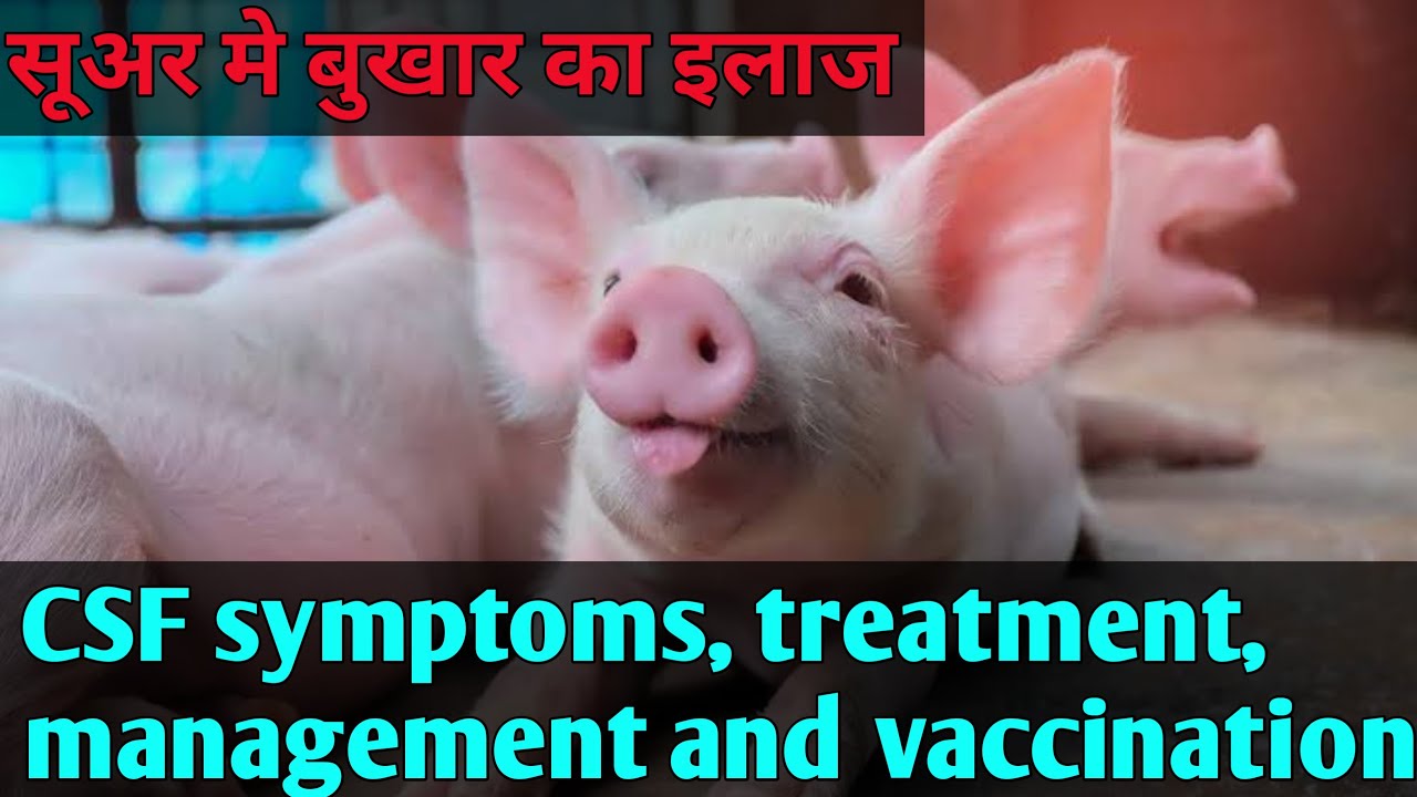 सूअर मे बुखार का इलाज | swine fever 🤒 treatment in pig 🐖 #CSF - YouTube