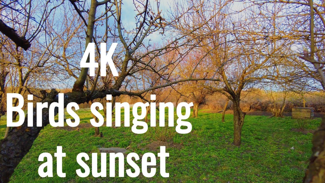 Ambient 4K Evening birds singing. Real sounds ASMR - YouTube