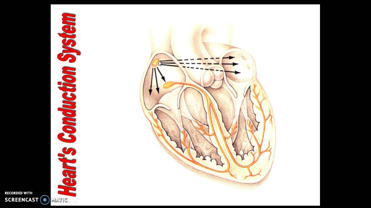 AS Anatomy and physiology - Conduction system - YouTube