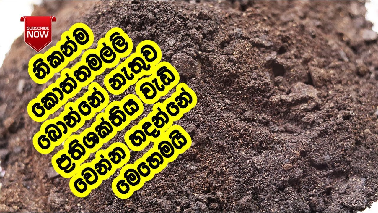 ප්‍රතිශක්තිය වැඩි විදිහට කොත්තමල්ලි මෙහෙම හදන්න - Koththamalli Kudu ...