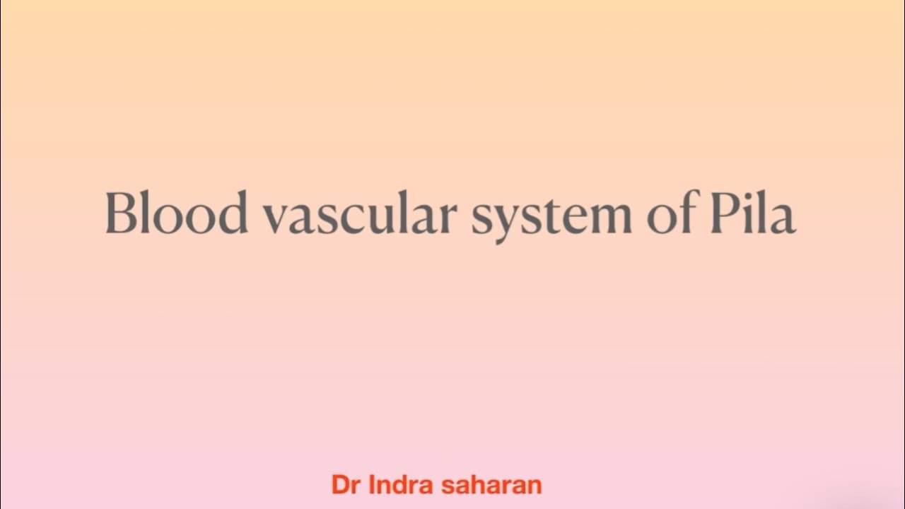 Blood vascular system of Pila - YouTube